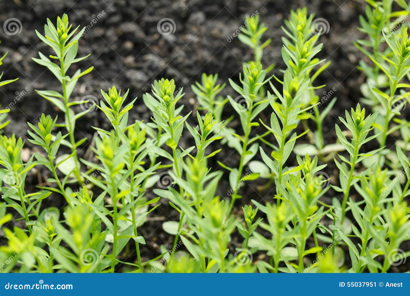 Young flax sprouts stock image. Image of agrarian, flax - 55037951
