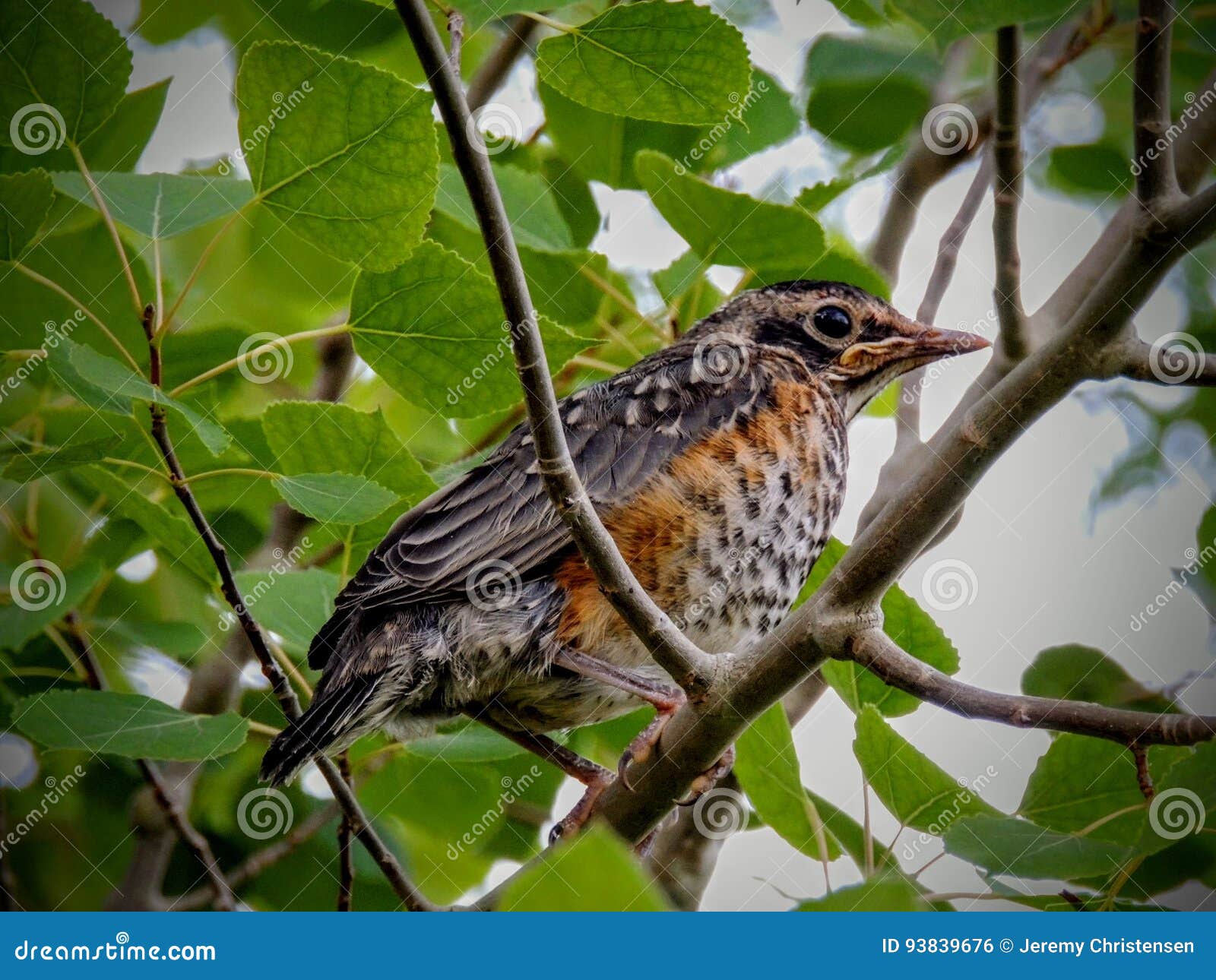 A young fledgling robin stock photo. Image of background - 93839676