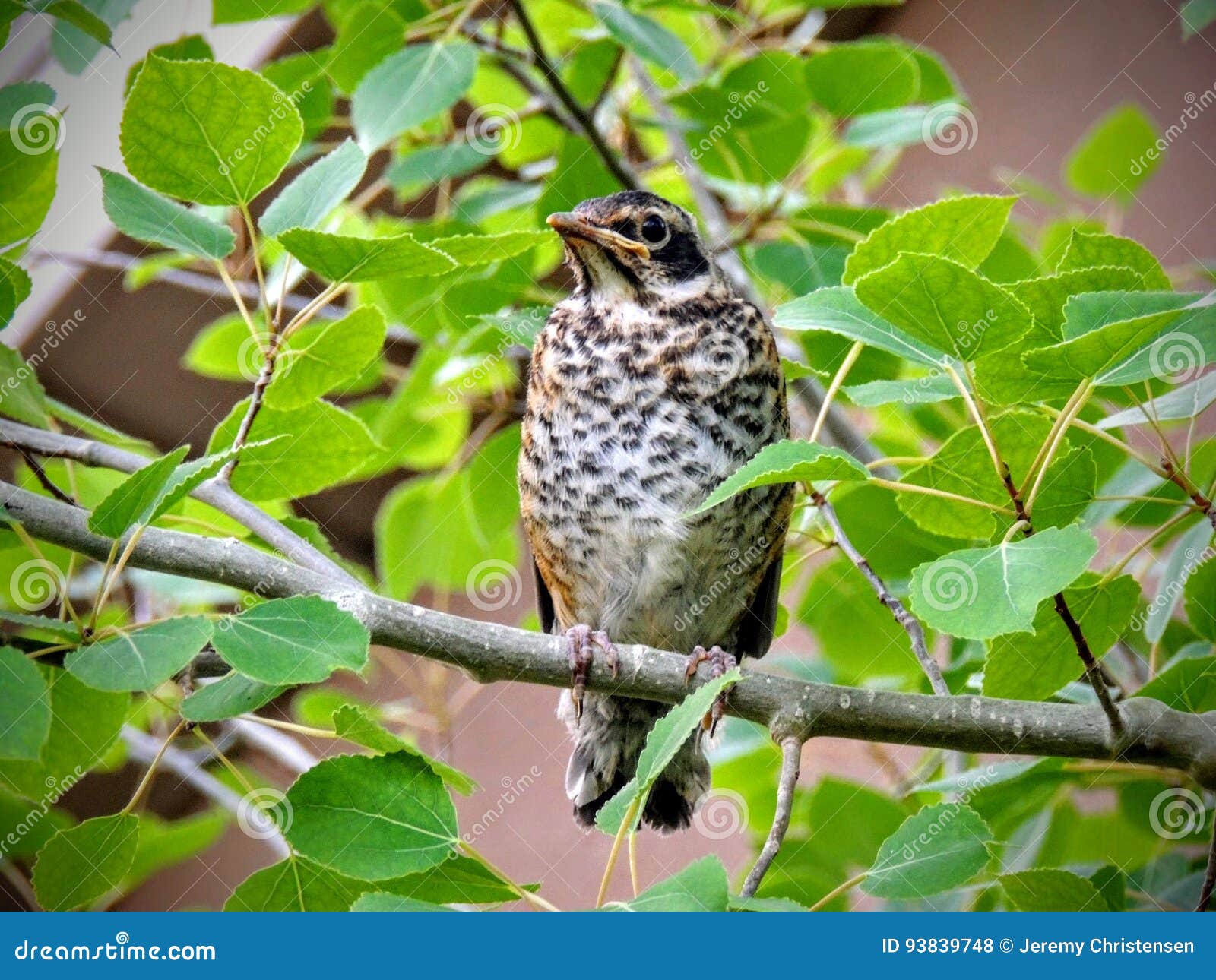 A young fledgling robin stock photo. Image of baby, colour - 93839748