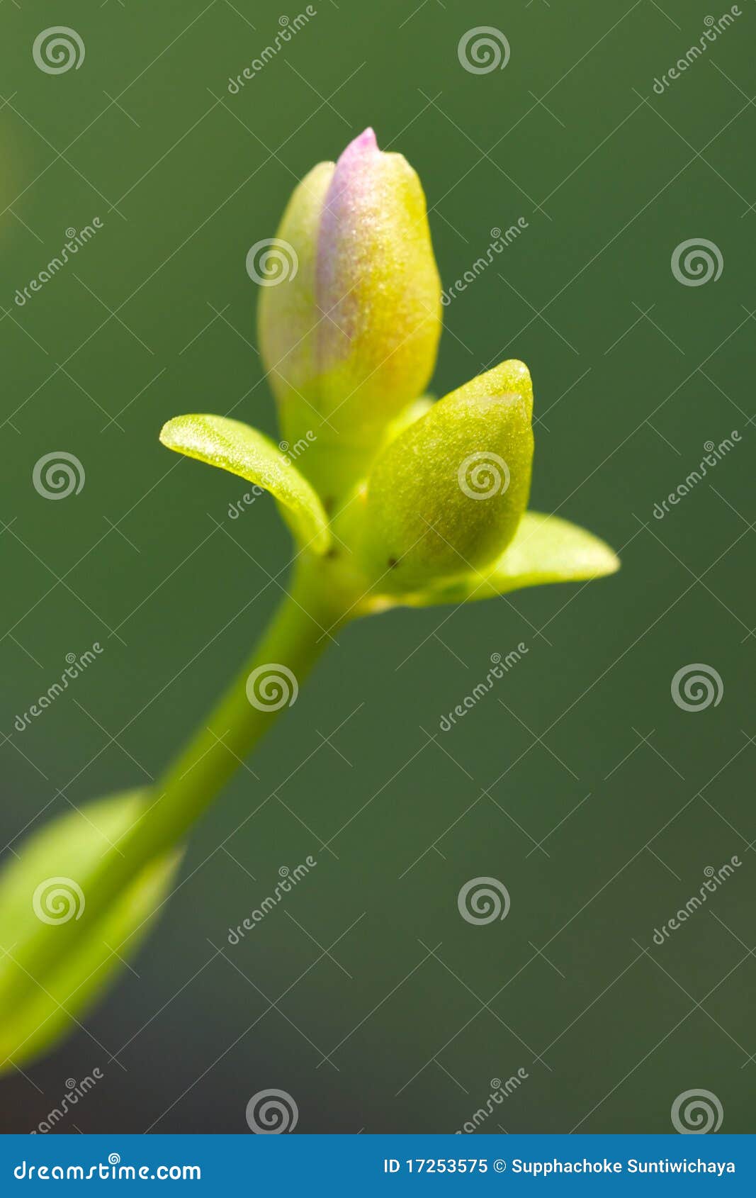 Young Flower stock image. Image of thai, thailand, pink - 17253575