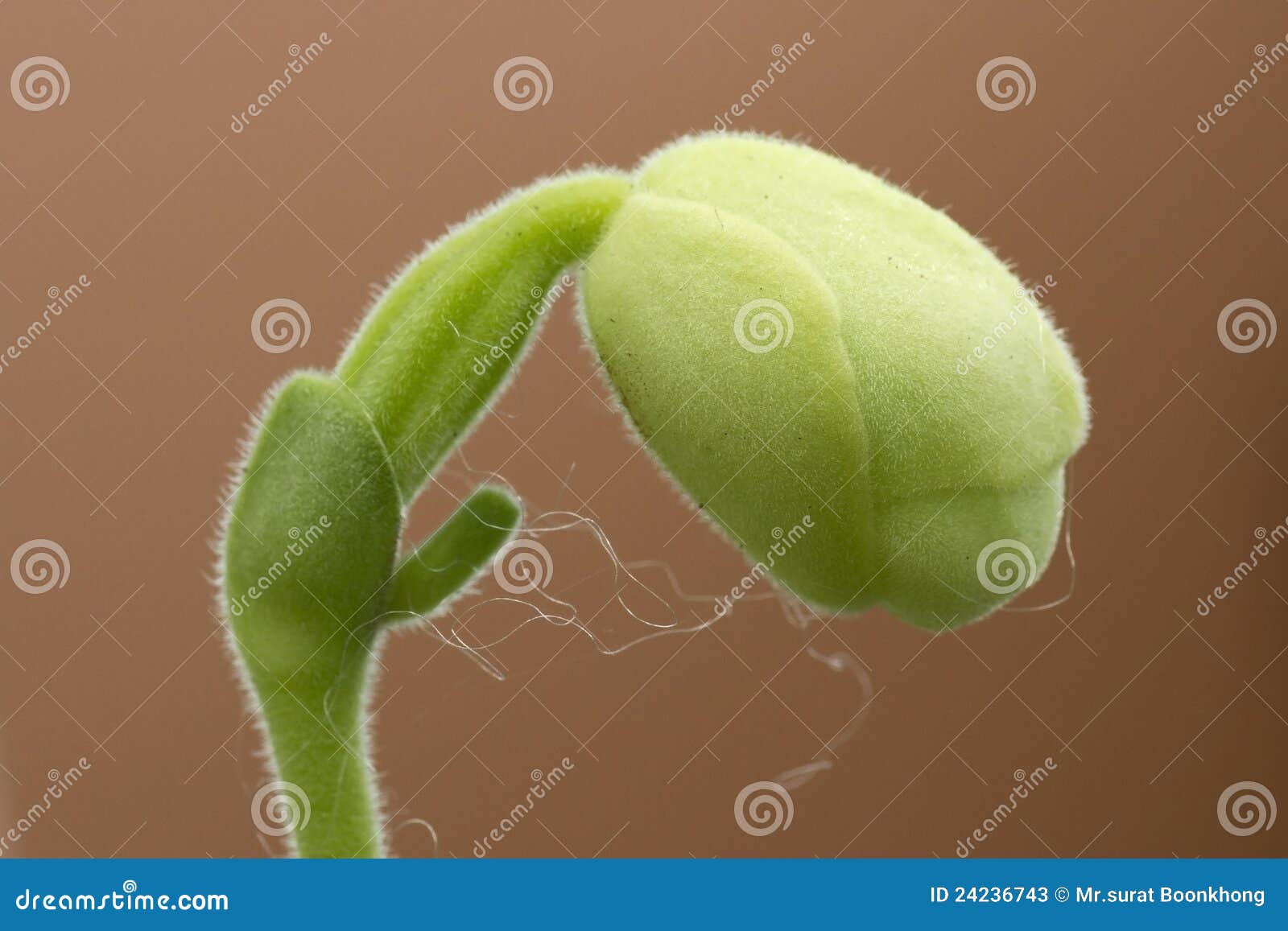 Young Flower stock image. Image of young, nature, park - 24236743