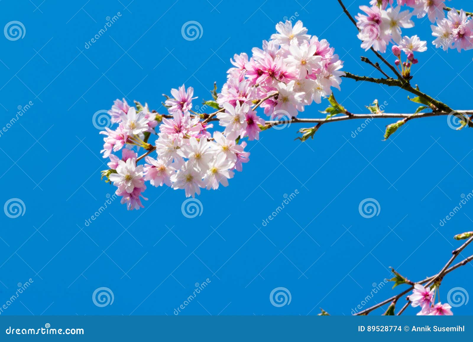 Young Flower Buds in Spring in Pink, Yellow and White in Spring Stock ...