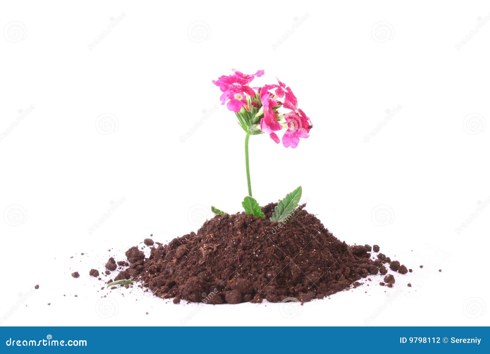 Young flower in ground stock photo. Image of botanical - 9798112
