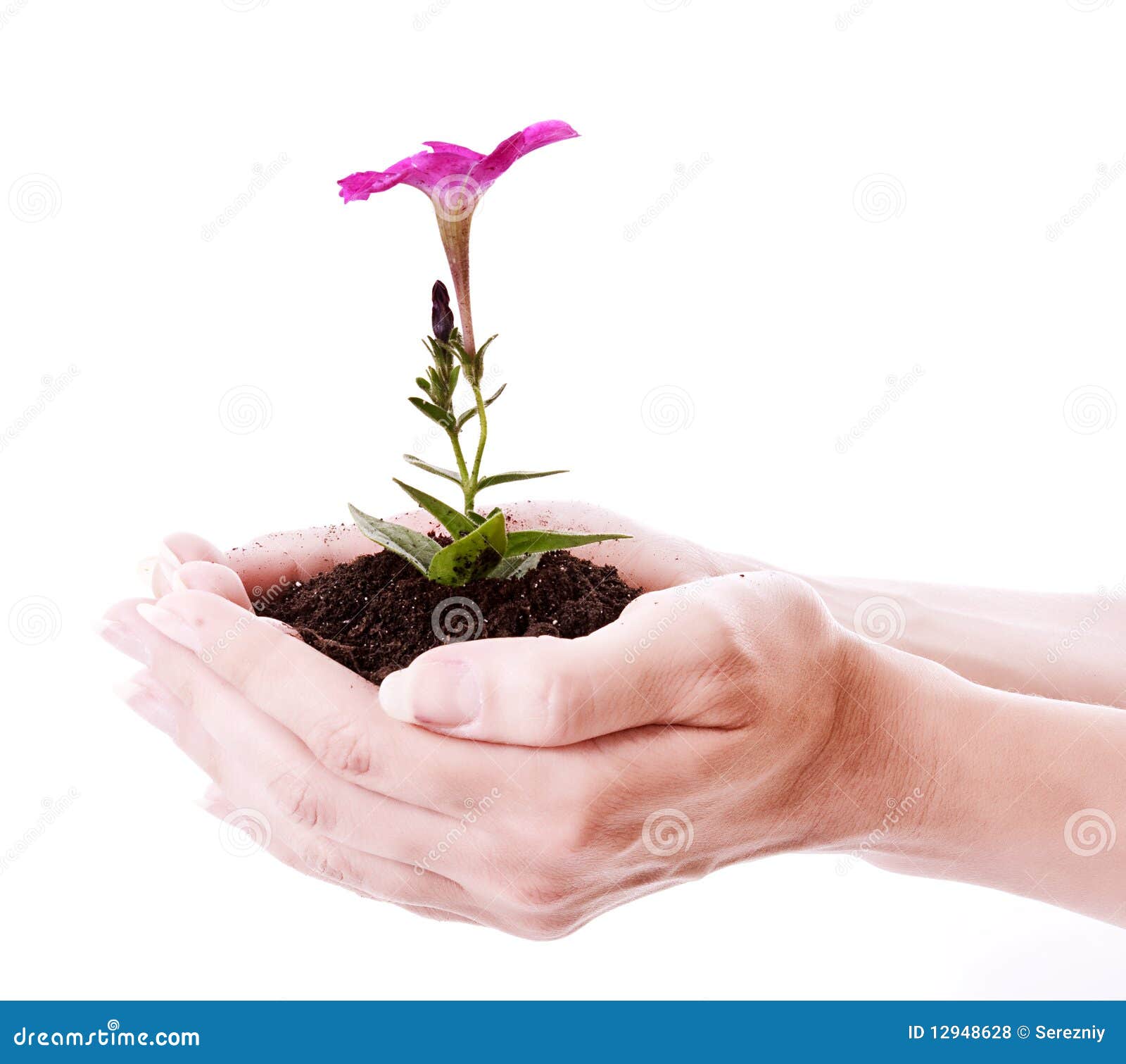 Young flower in hands stock photo. Image of environmental - 12948628