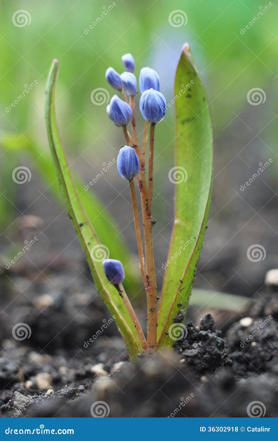 Young flower sprouting stock photo. Image of leaf, growing - 36302918