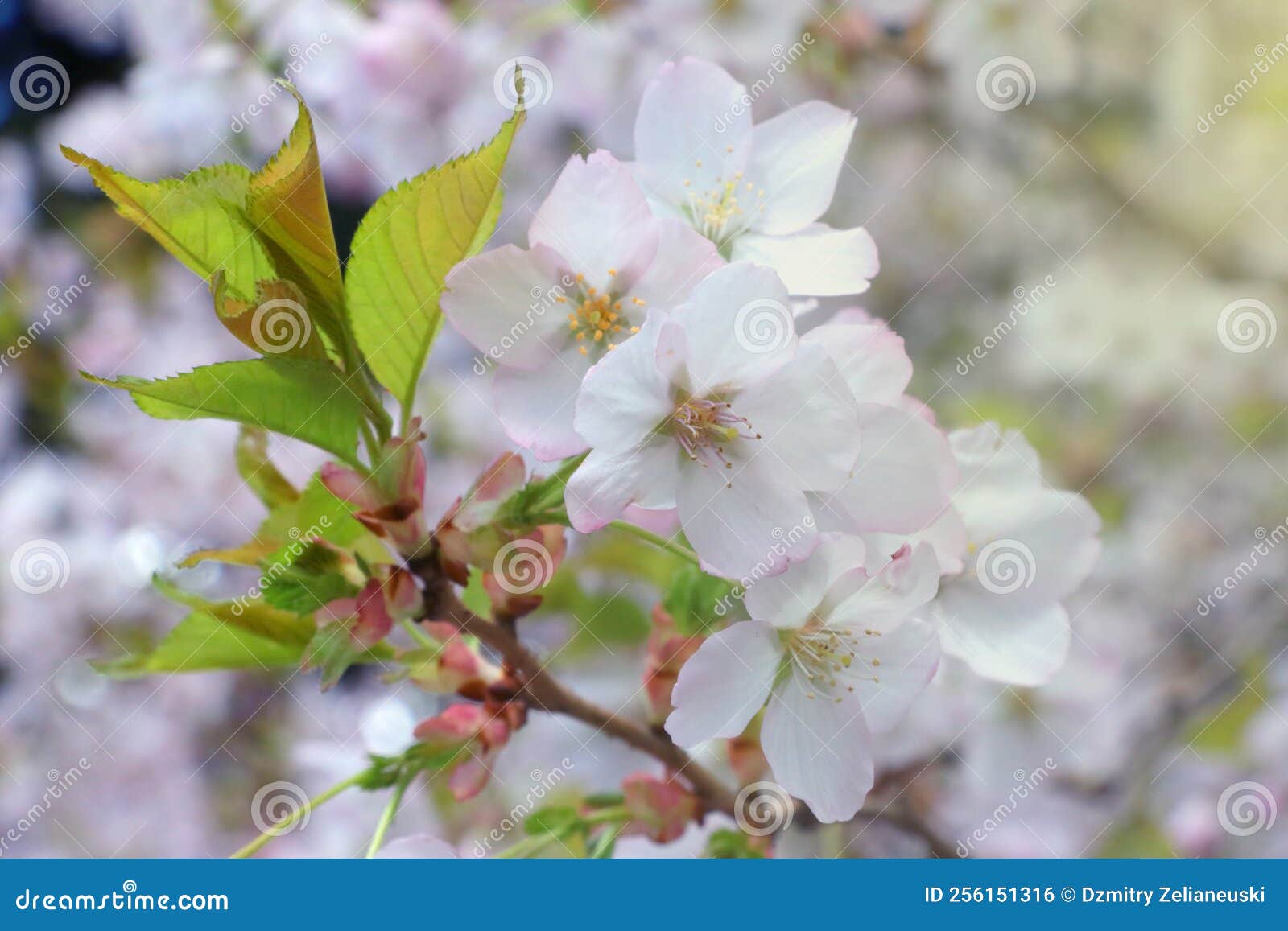 Young Flowering Branch of Cherry or Apple Tree in Spring. Stock Photo ...