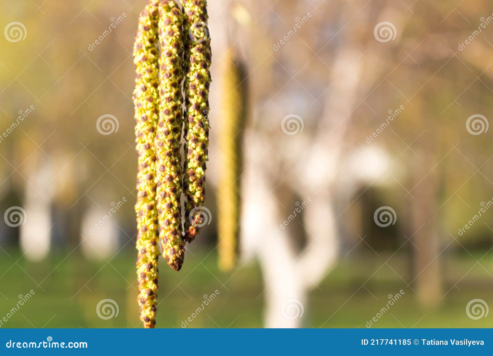 Young flowers of the birch stock image. Image of branch - 217741185