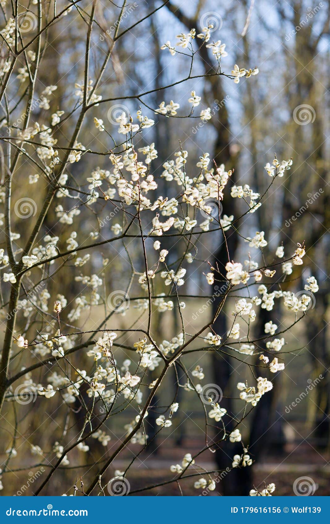 Young Flowers and Leaves on the Trees Stock Photo - Image of green ...