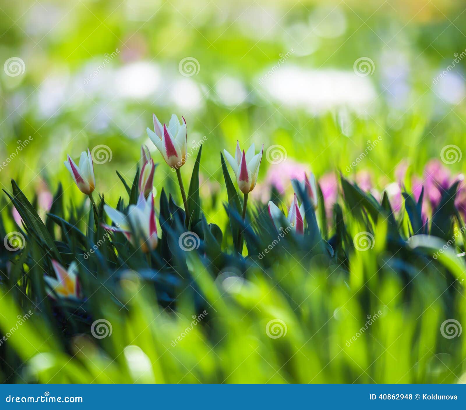 Young Flowers in the Meadow of Fresh Green Grass on Spring Stock Photo ...