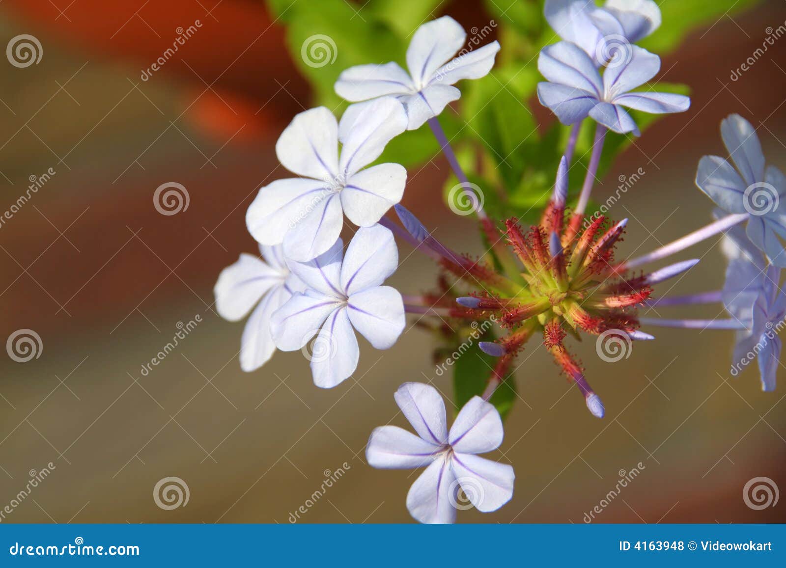 Young Flowers in a Spring Garden Stock Photo - Image of floral ...
