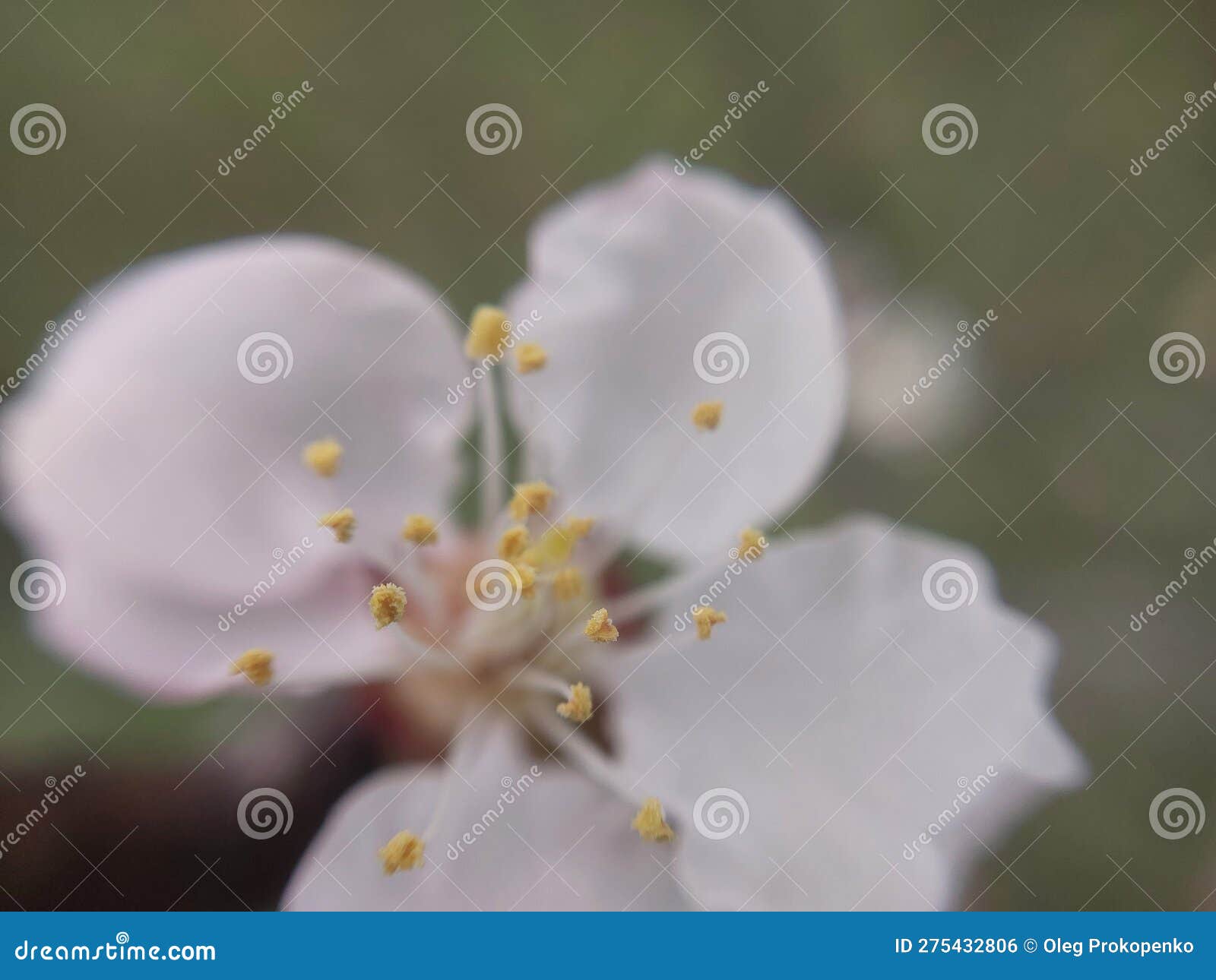 Young Flowers Sprout in Spring Stock Photo - Image of seedling, green ...
