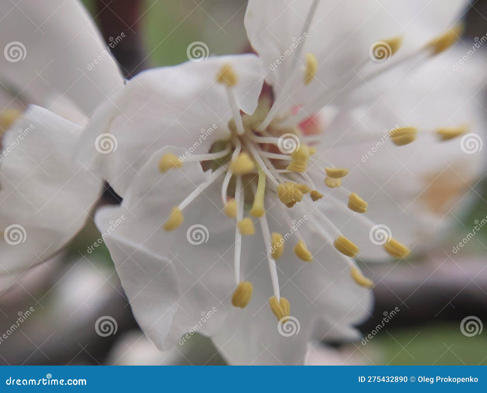 Young Flowers Sprout in Spring Stock Photo - Image of sprout, garden ...