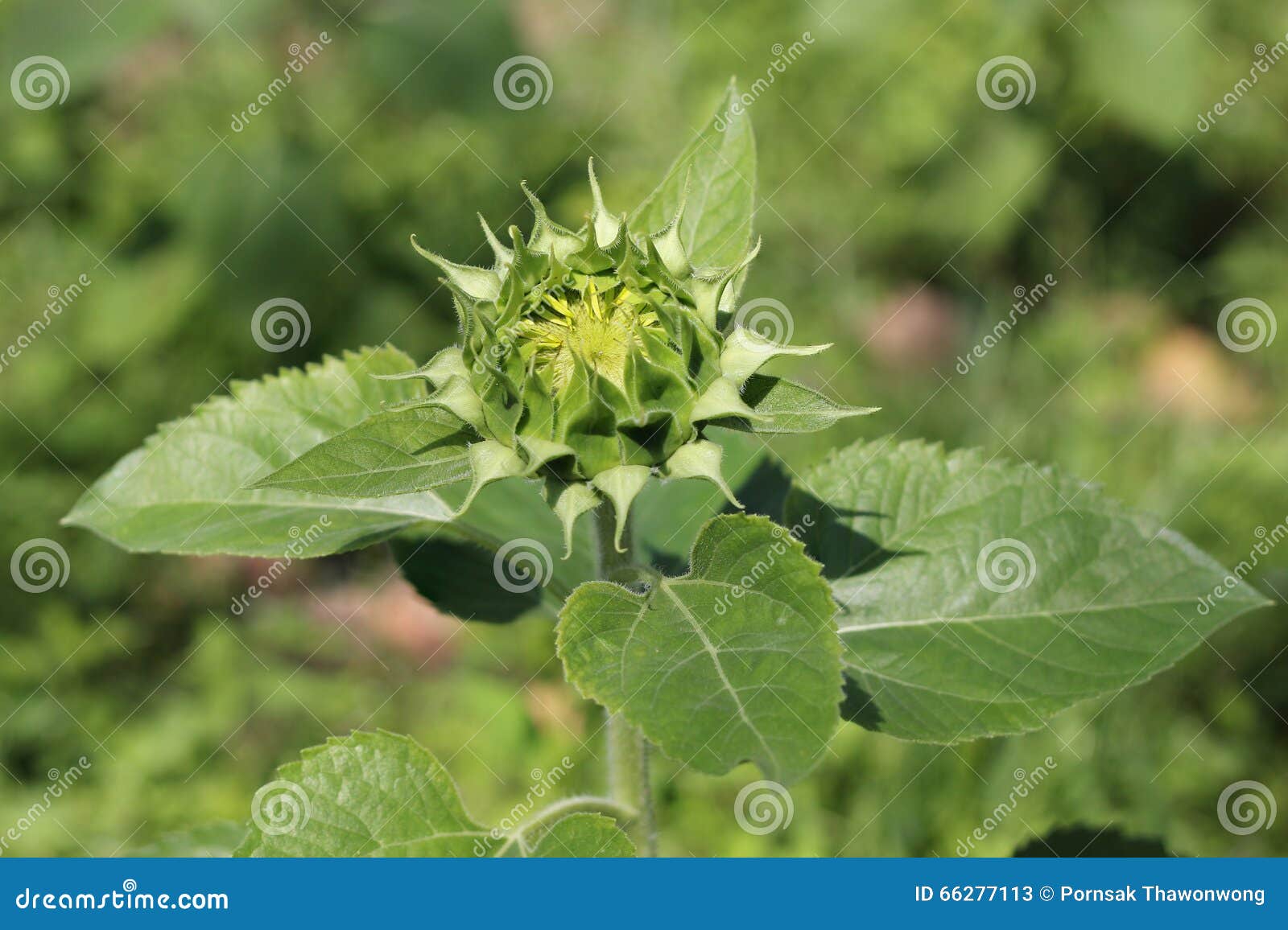 Young flowers, sunflower stock image. Image of circle - 66277113