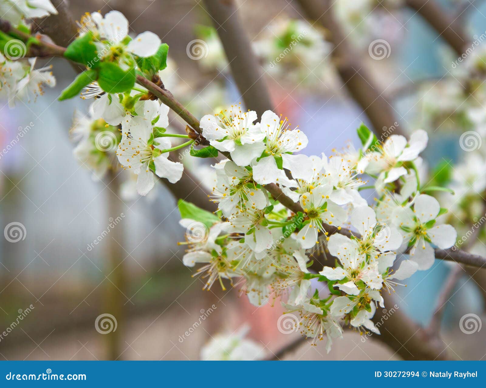 Young flowers on a tree stock photo. Image of pattern - 30272994