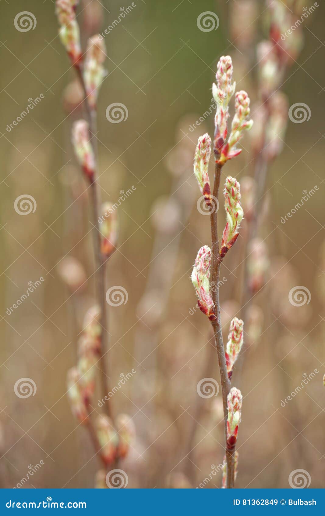 Young flowers stock image. Image of botanical, nature - 81362849