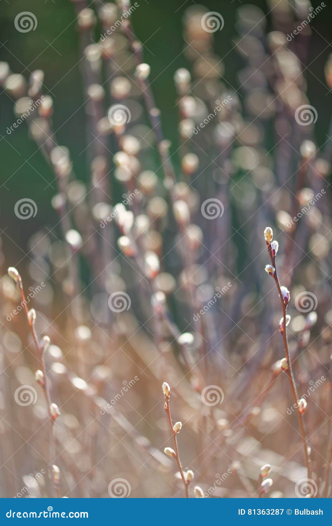 Young flowers stock image. Image of bright, growth, beauty - 81363287