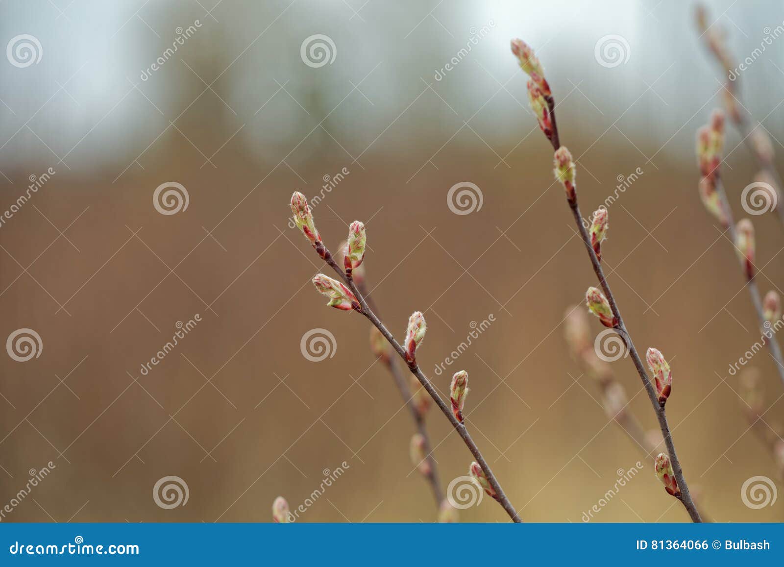 Young flowers stock photo. Image of flower, focus, bright - 81364066