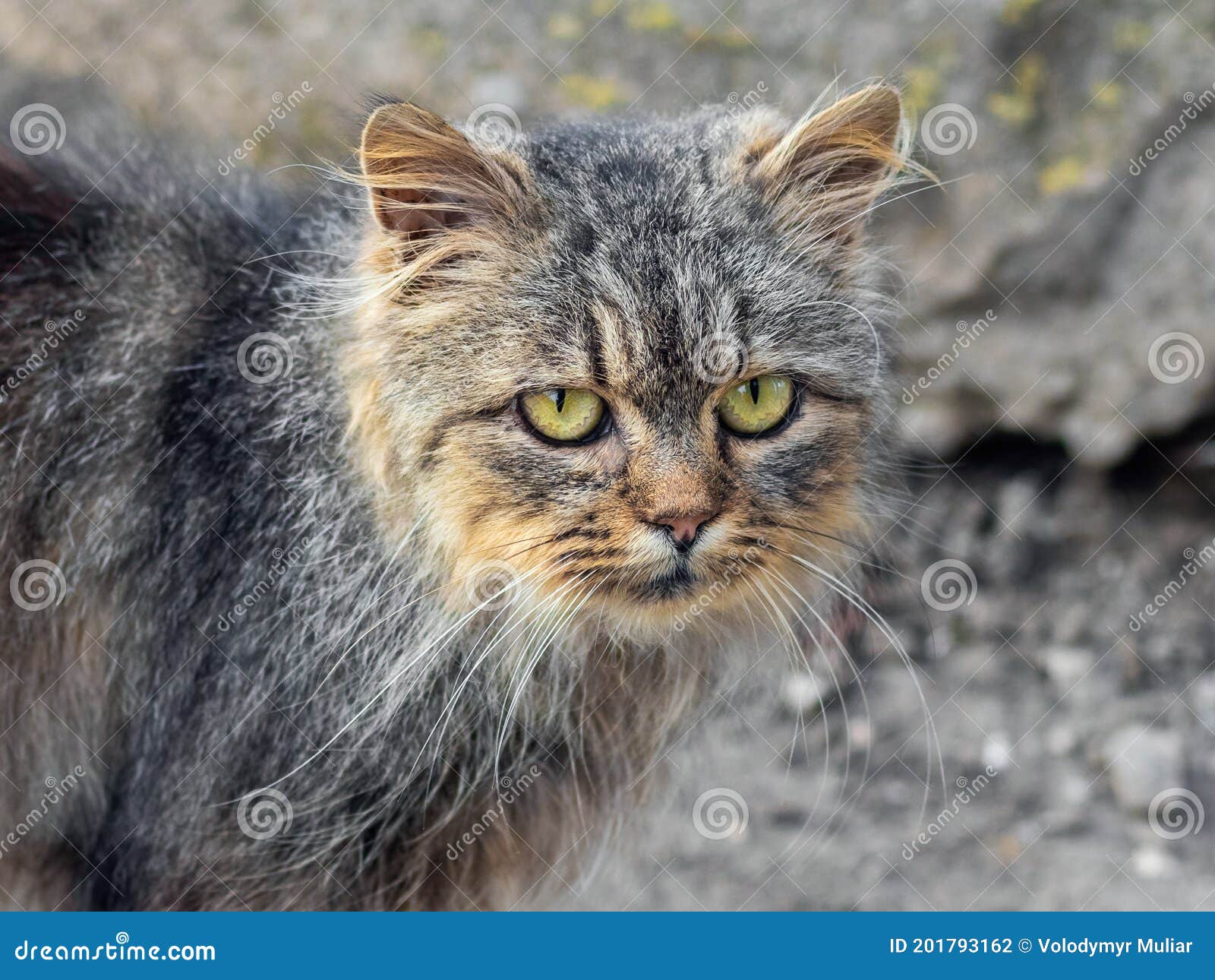 Young Fluffy Cat with an Angry Look Stock Photo - Image of kitty ...