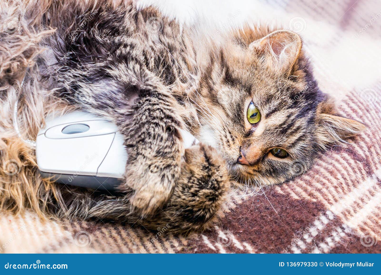 A Young Fluffy Cat Lays and Holds a Computer Mouse in His Paws. Rest ...