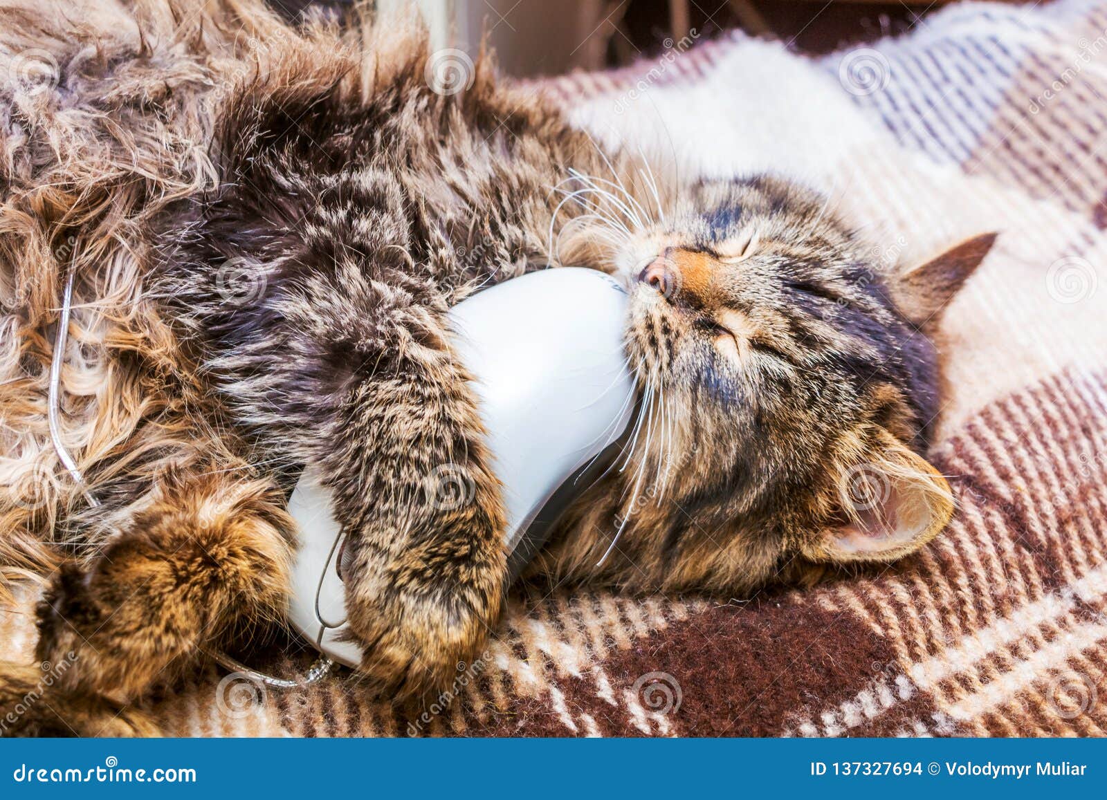 A Young Fluffy Cat is Playing with a Computer Mouse, Biting it. the Cat ...