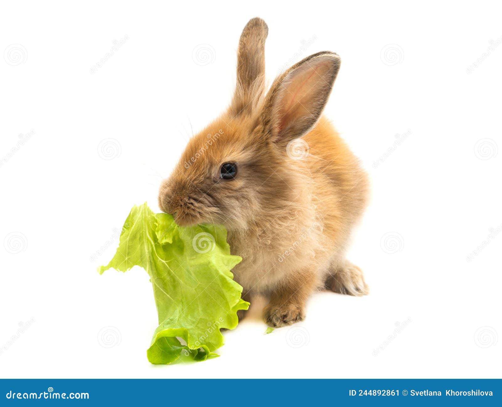 A Young Fluffy Rabbit Eats Lettuce Leaves on a White Background ...