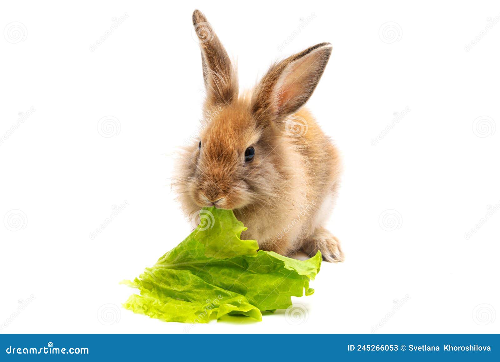 A Young Fluffy Rabbit Eats Lettuce Leaves on a White Background ...