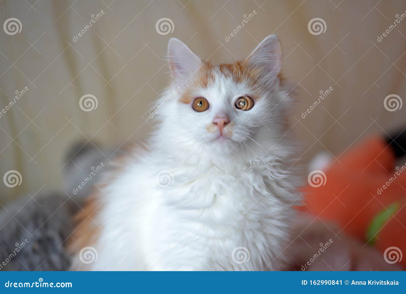 Fluffy Red with a White Cat Stock Image - Image of creature, fluffy ...