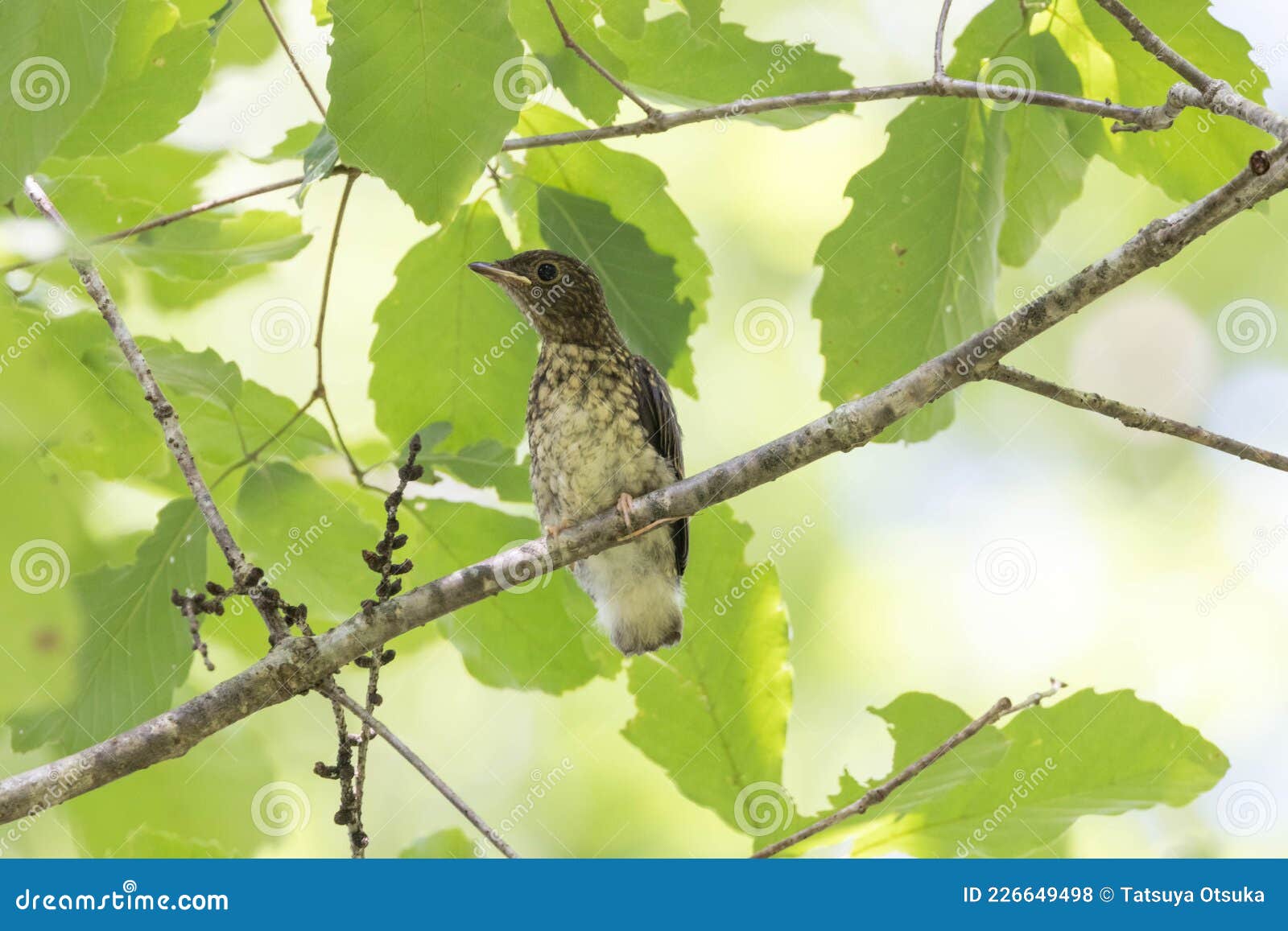 A Young Flycatcher on the Branch of Tree Stock Photo - Image of ...