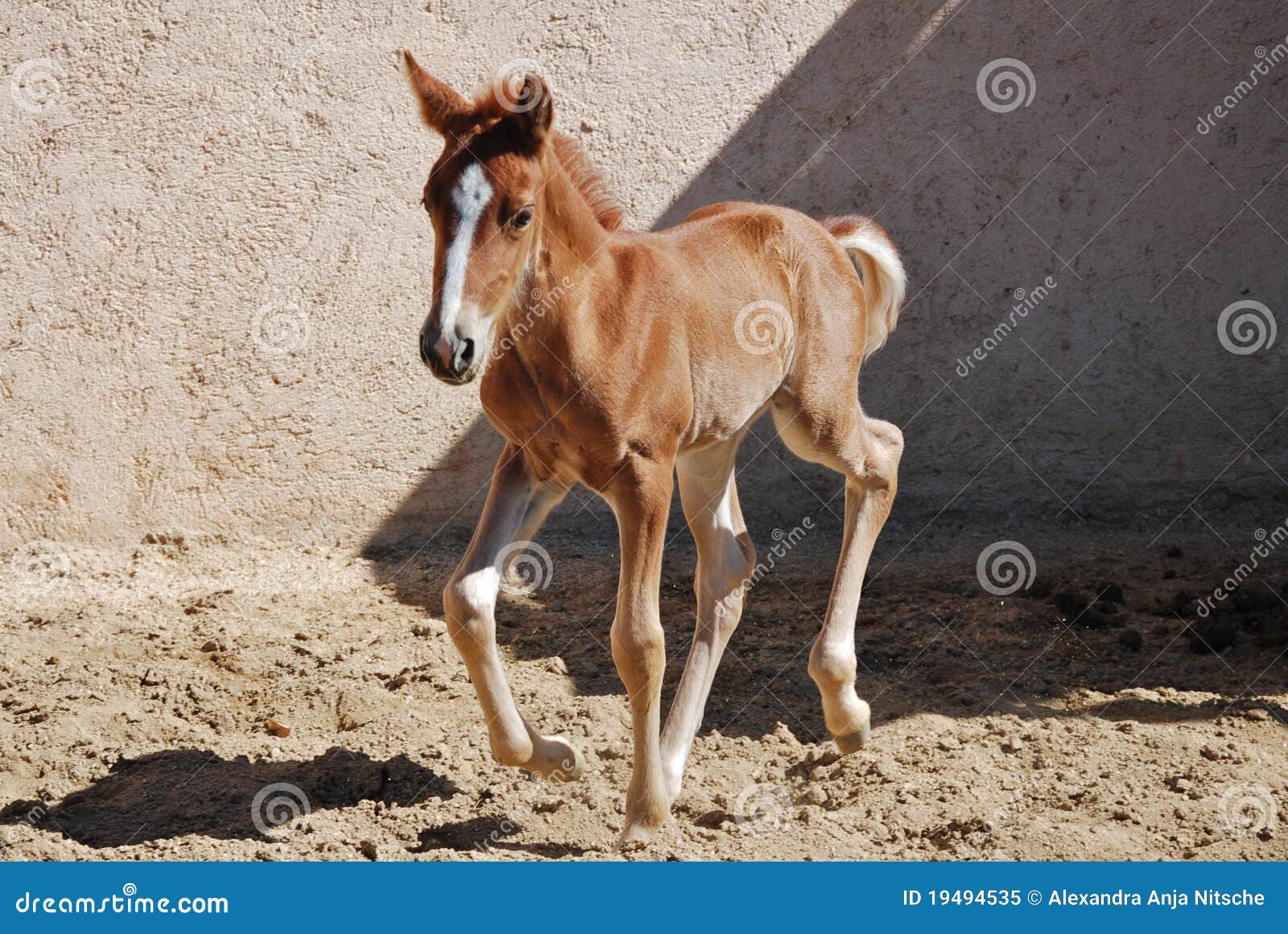 Young foal galloping stock image. Image of galloping - 19494535