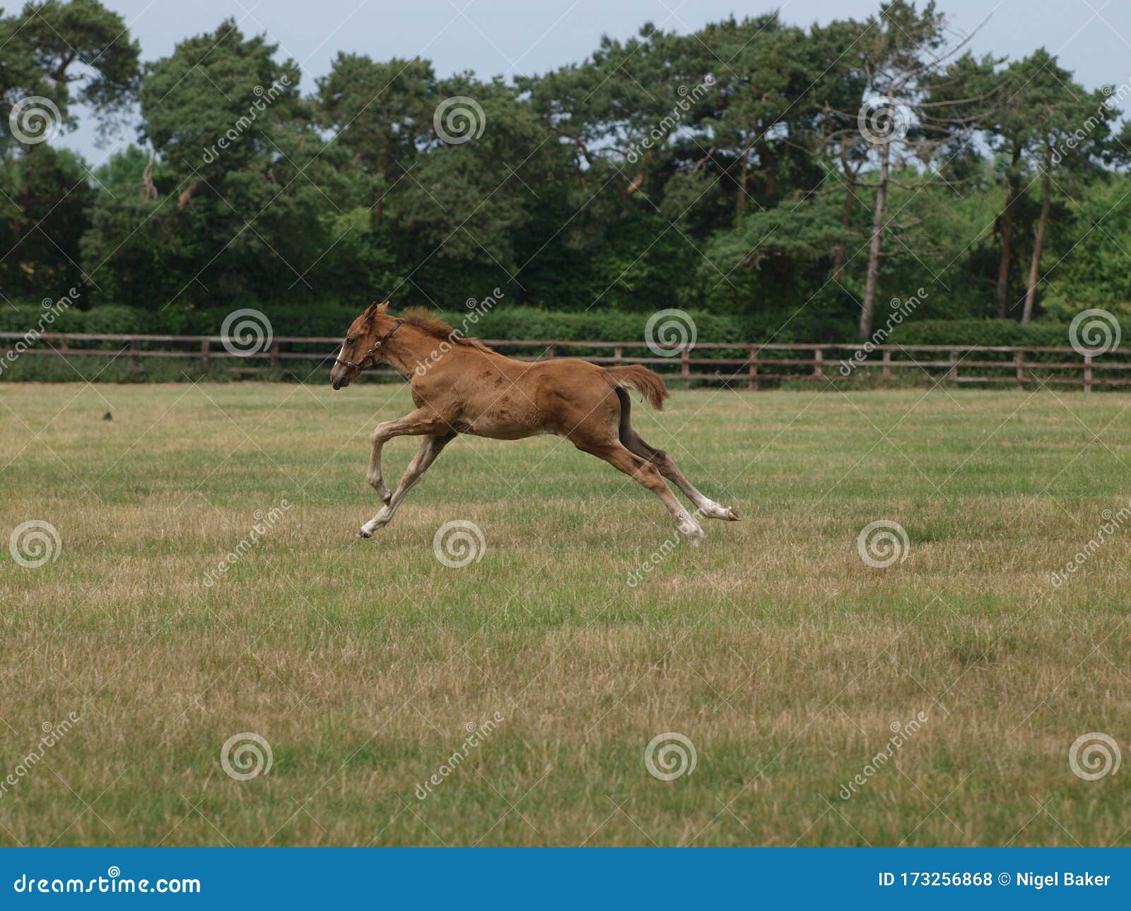 Running Foal stock photo. Image of beauty, countryside - 173256868