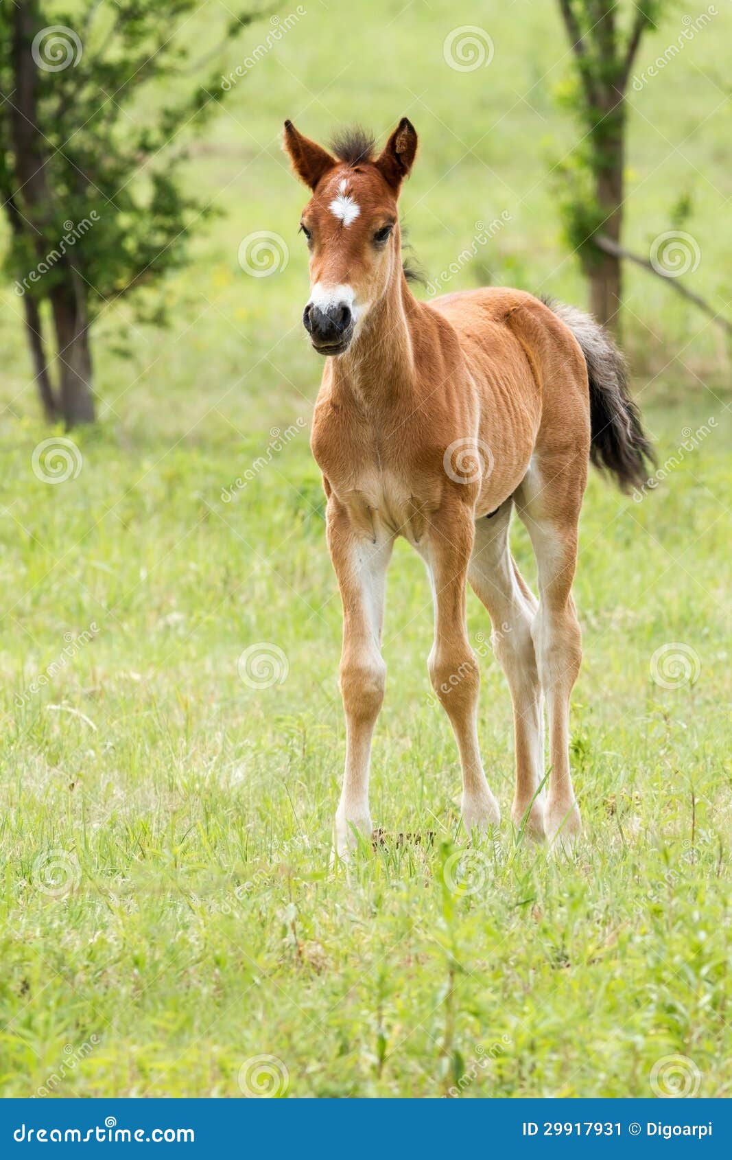 Young foal stock image. Image of mane, countryside, colt - 29917931