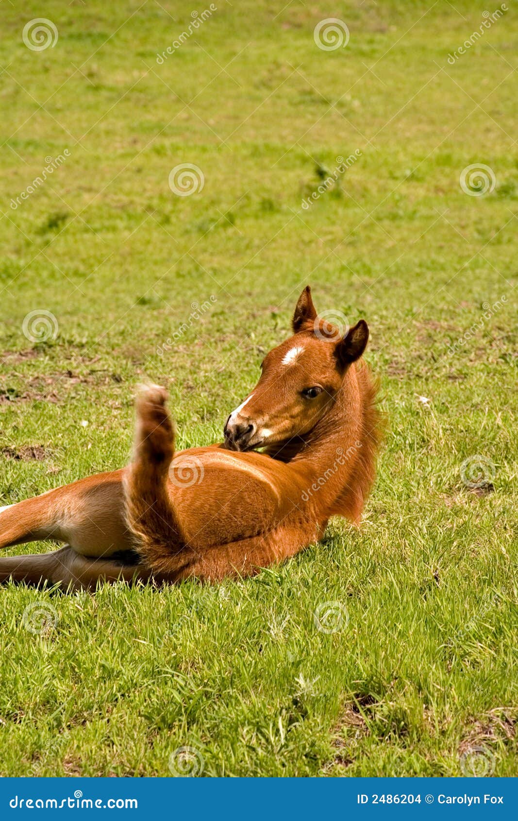 Young foal looking at tail stock photo. Image of cute - 2486204