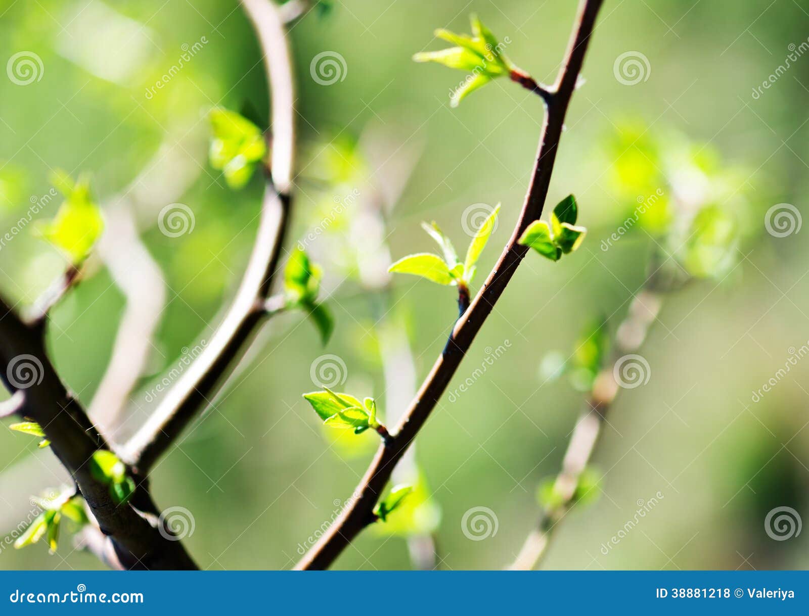 Young foliage stock photo. Image of small, garden, flora - 38881218
