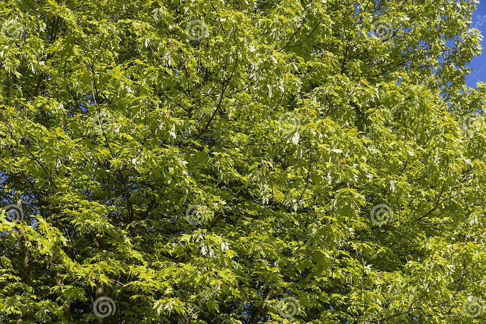 Young Foliage and Inflorescences on a Maple Tree in Spring Stock Photo ...