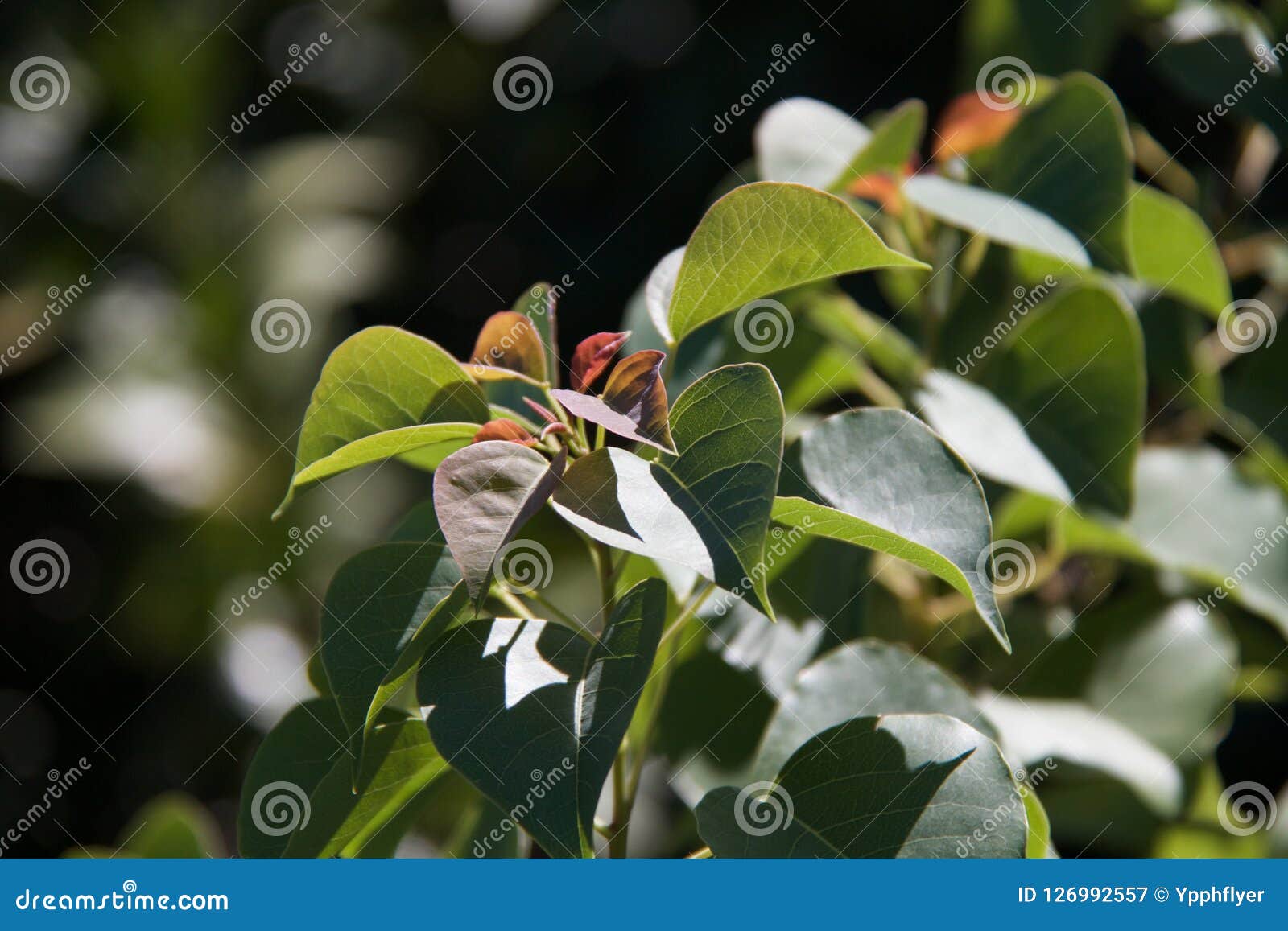 Young Foliage and New Shoot Stock Image - Image of nature, tree: 126992557