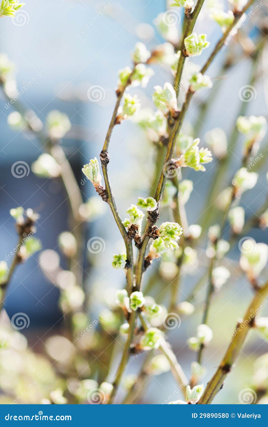 Young foliage stock photo. Image of growth, foliage, burst - 29890580