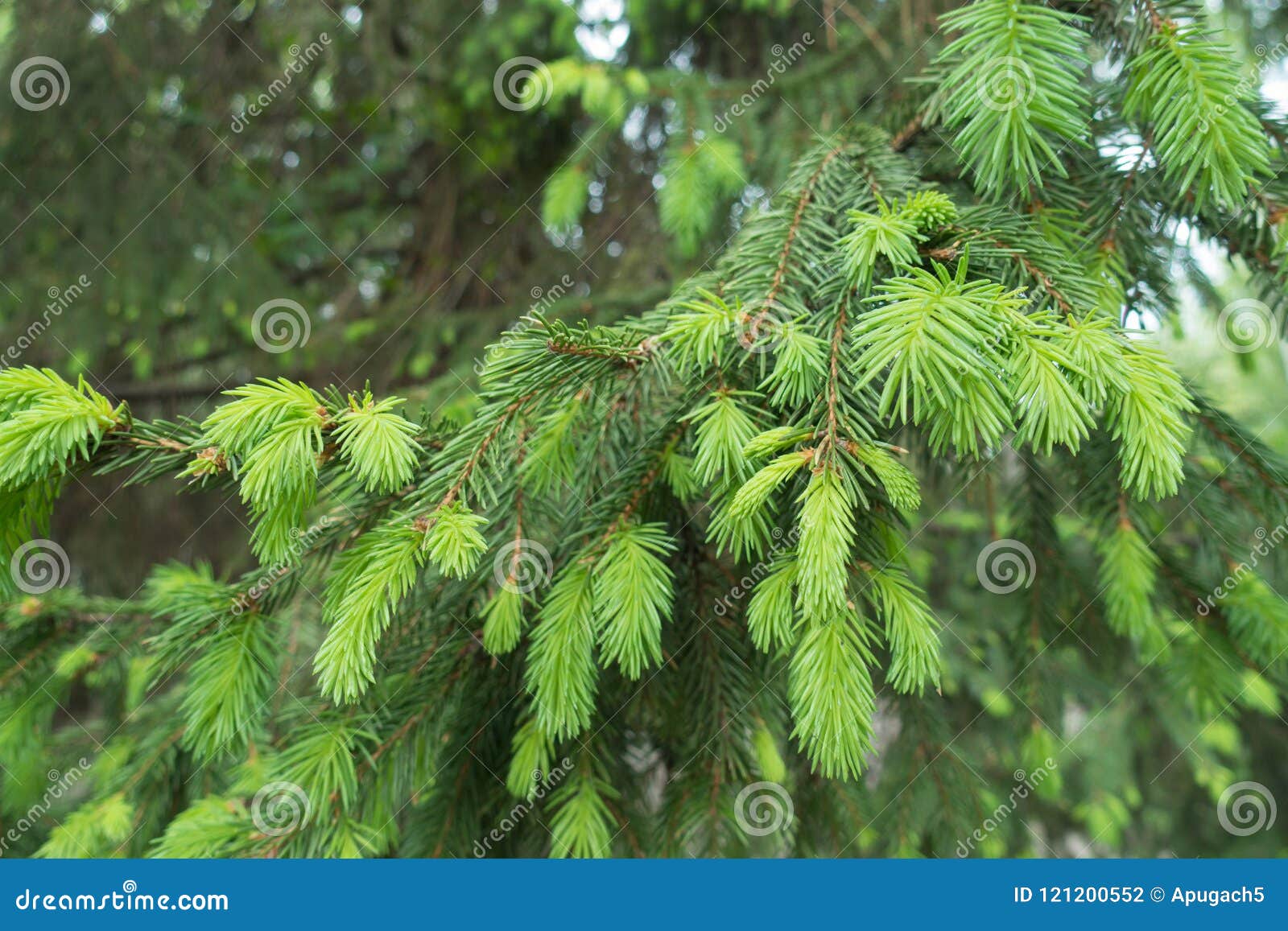 Young Foliage of Spruce in Spring Stock Photo - Image of fresh ...