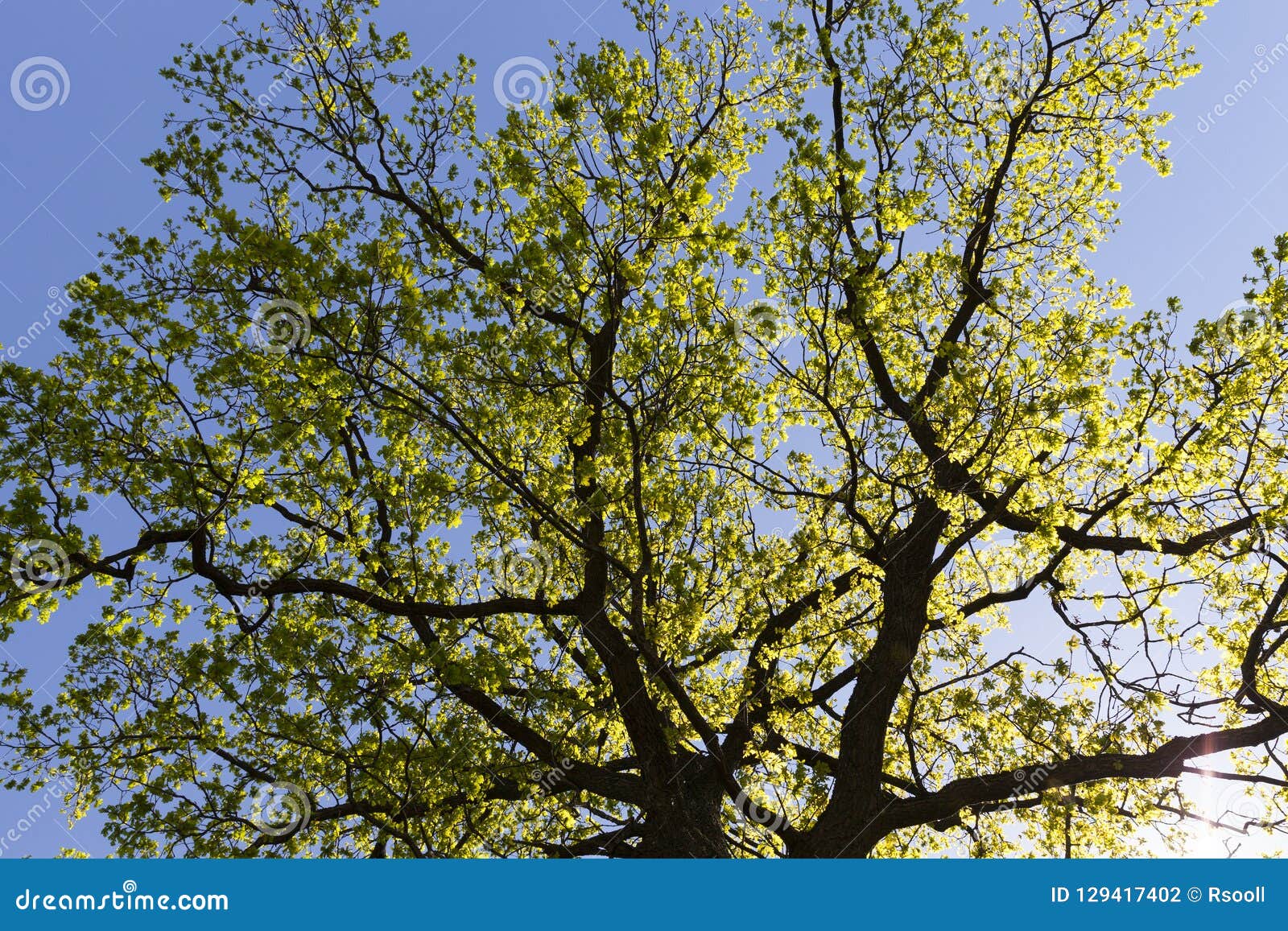 Young foliage stock photo. Image of scenic, beginning - 129417402