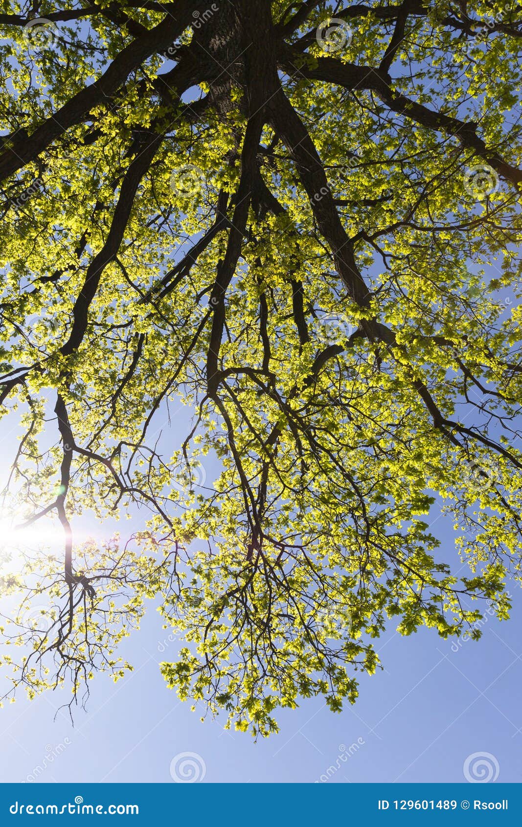 Young foliage stock image. Image of foliage, outdoor - 129601489