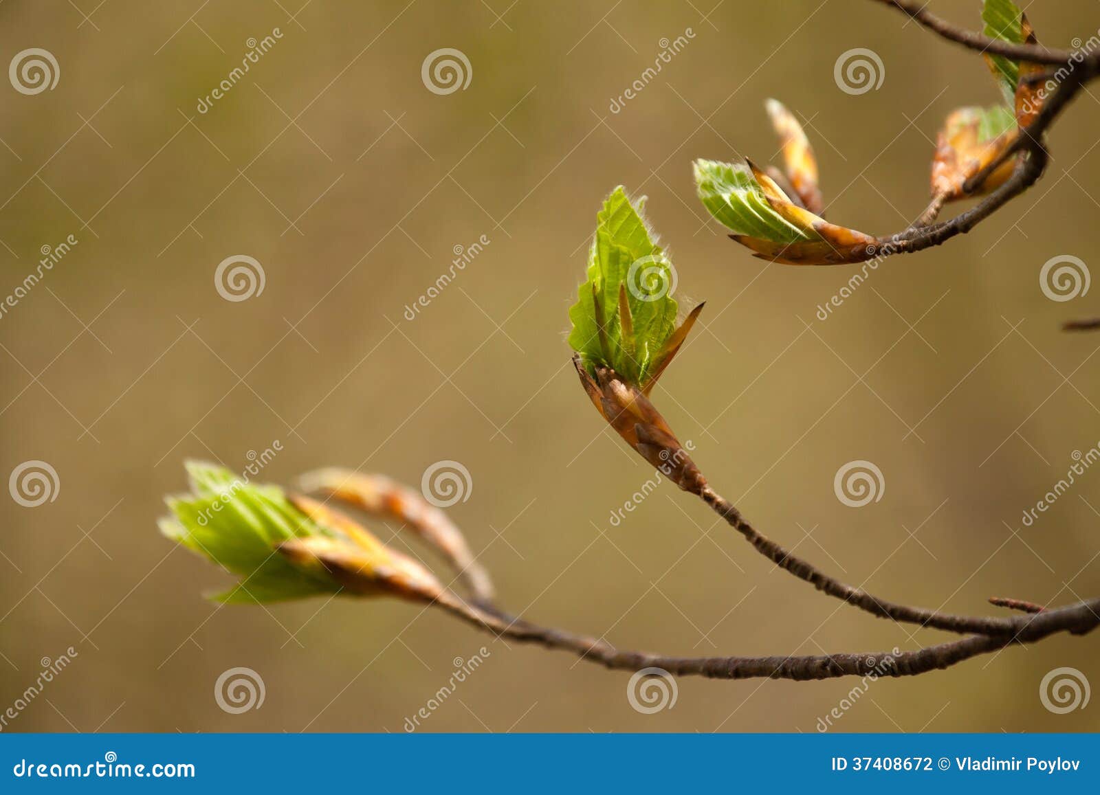 Young foliage twig stock photo. Image of leafage, defocus - 37408672