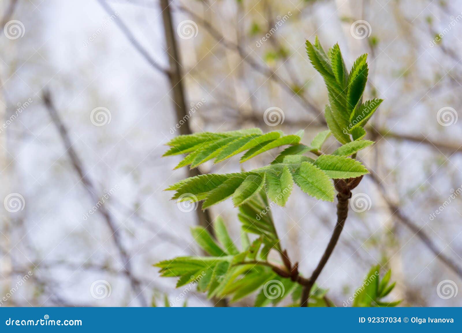 Young foliage stock photo. Image of colorful, sunny, young - 92337034