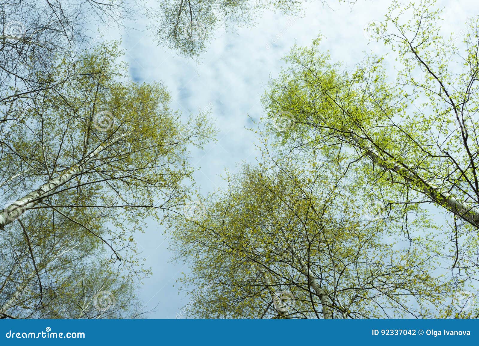 Young foliage stock photo. Image of nature, colorful - 92337042