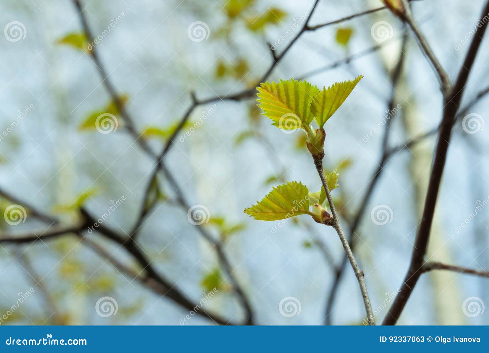 Young foliage stock image. Image of path, tree, outdoors - 92337063