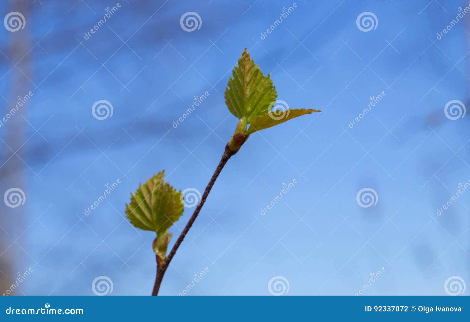 Young foliage stock photo. Image of blue, early, colorful - 92337072