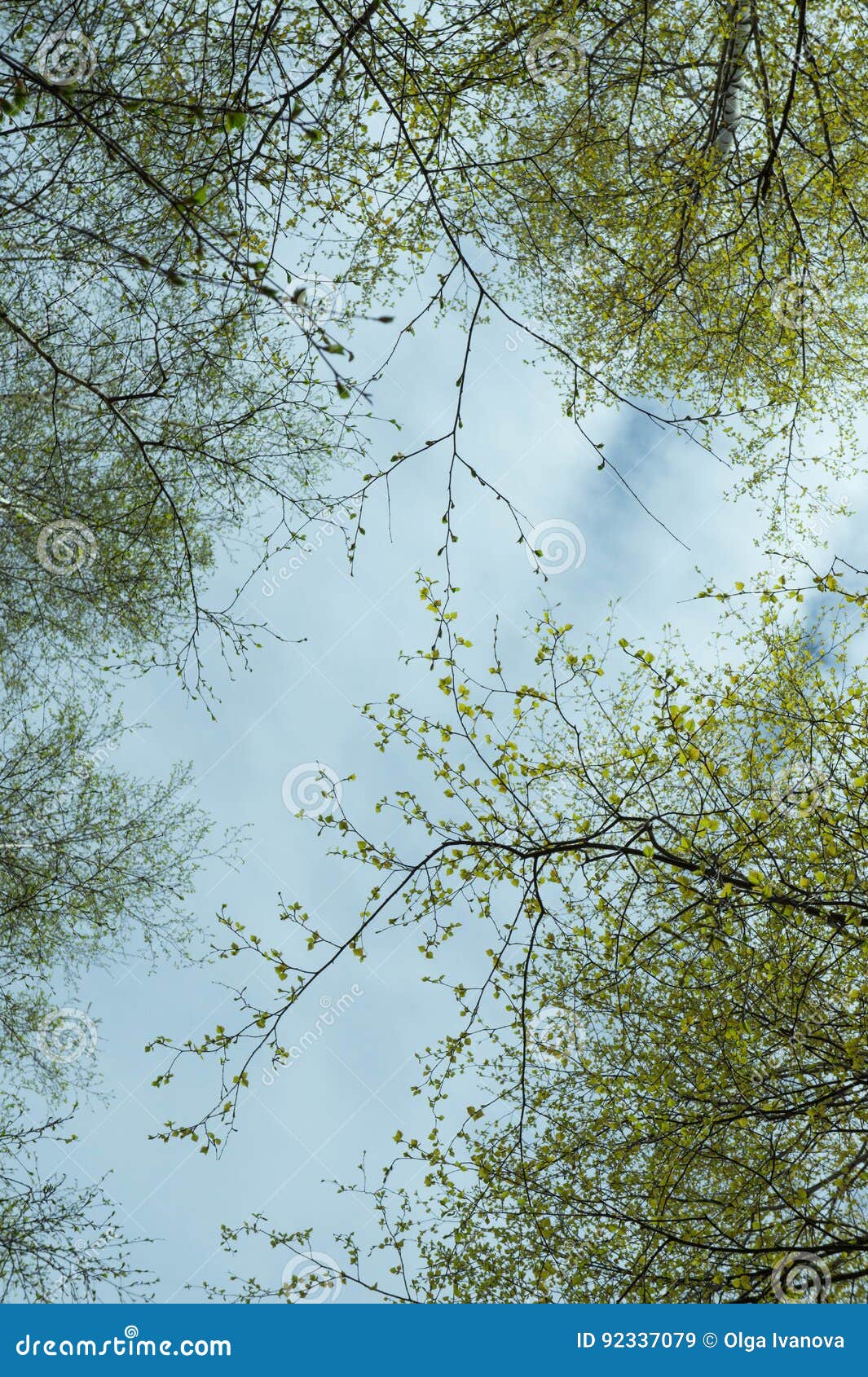 Young foliage stock image. Image of park, season, turn - 92337079