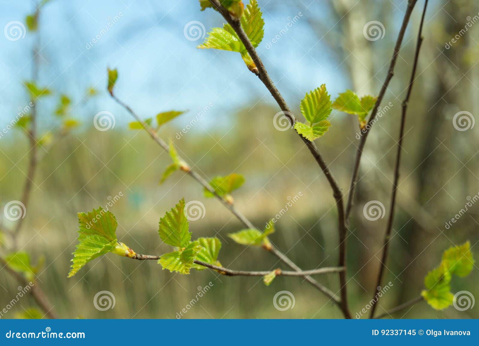 Young foliage stock image. Image of green, natural, leaves - 92337145