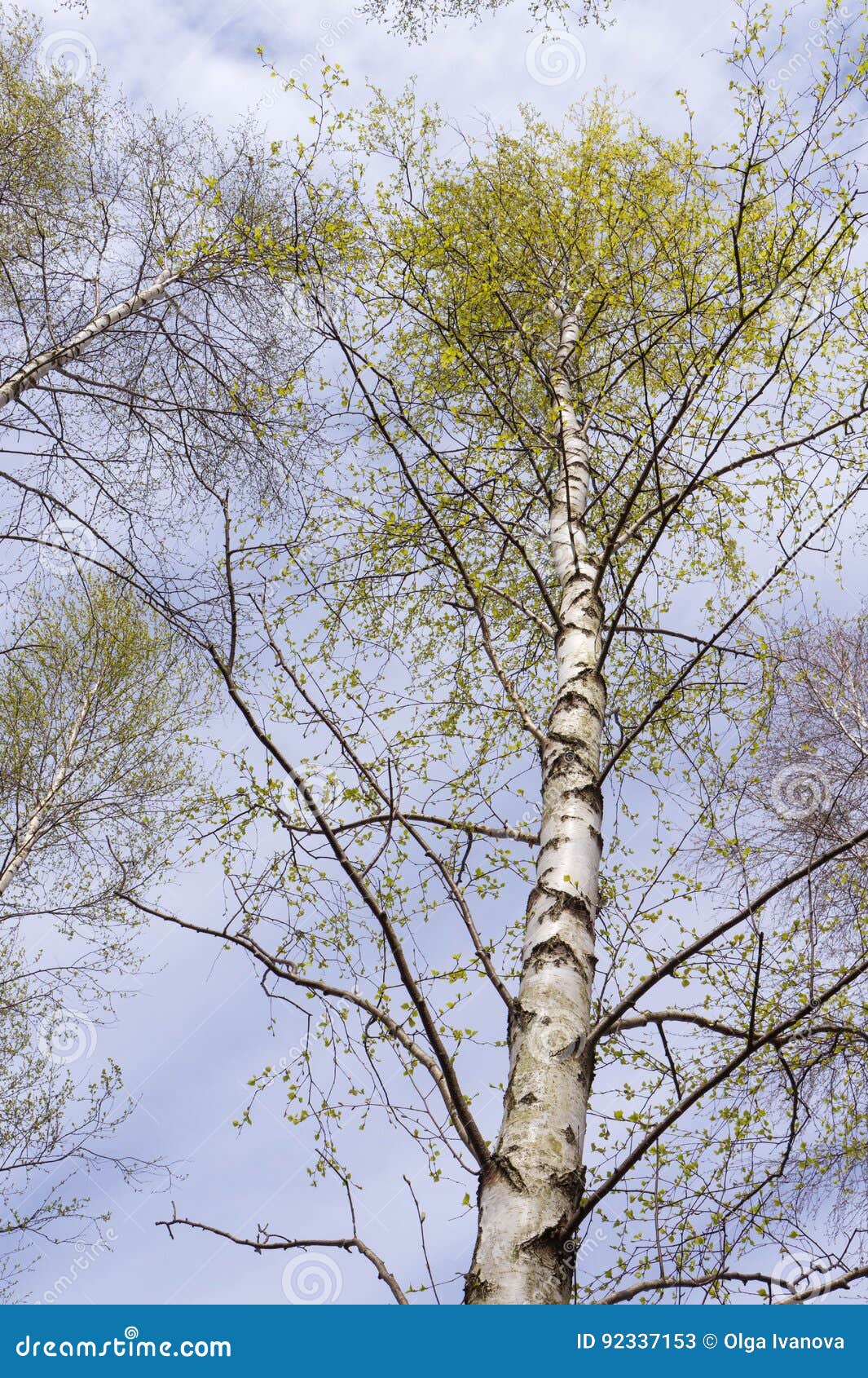 Young foliage stock image. Image of foliage, season, tree - 92337153