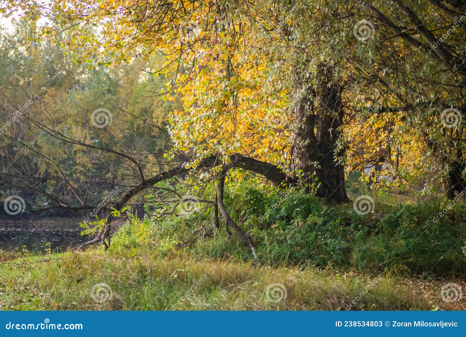 Young Forest Along the River Danube in the Autumn Part of the Year ...