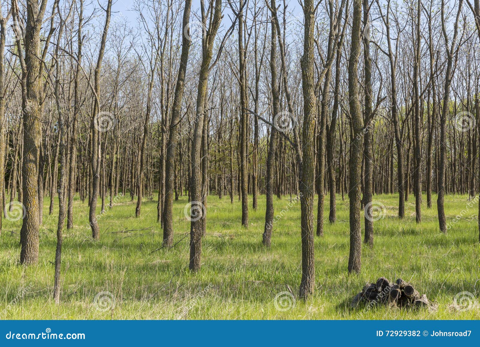 Young Forest stock photo. Image of logs, branch, forest - 72929382