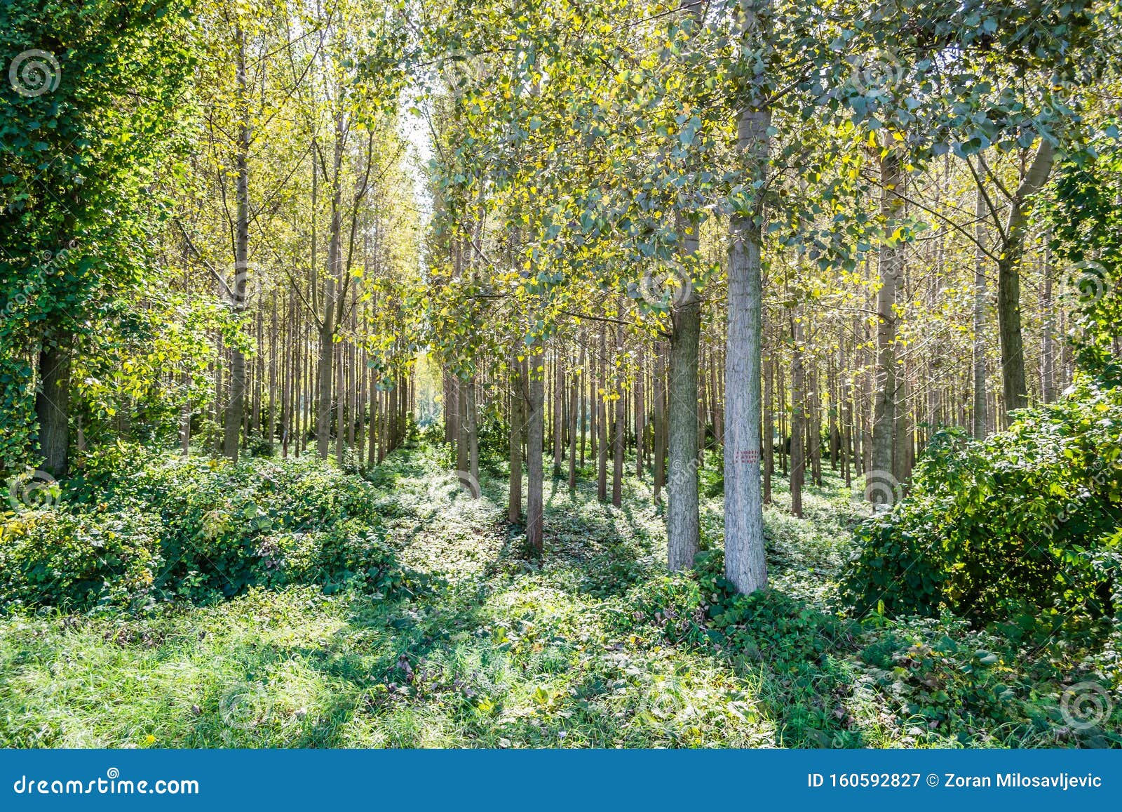 Young Forest of Poplar Trees. Stock Image - Image of view, trunk: 160592827